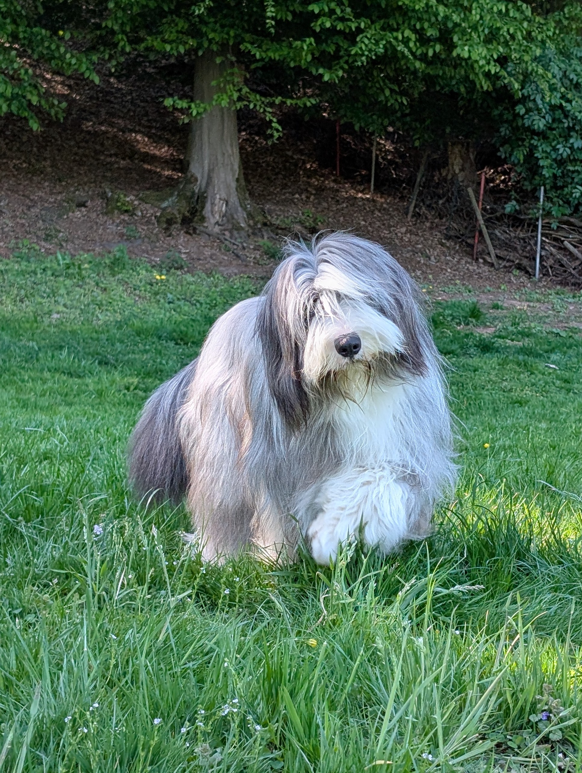 Bearded Collie Welpen vom VDH Züchter - Beardies