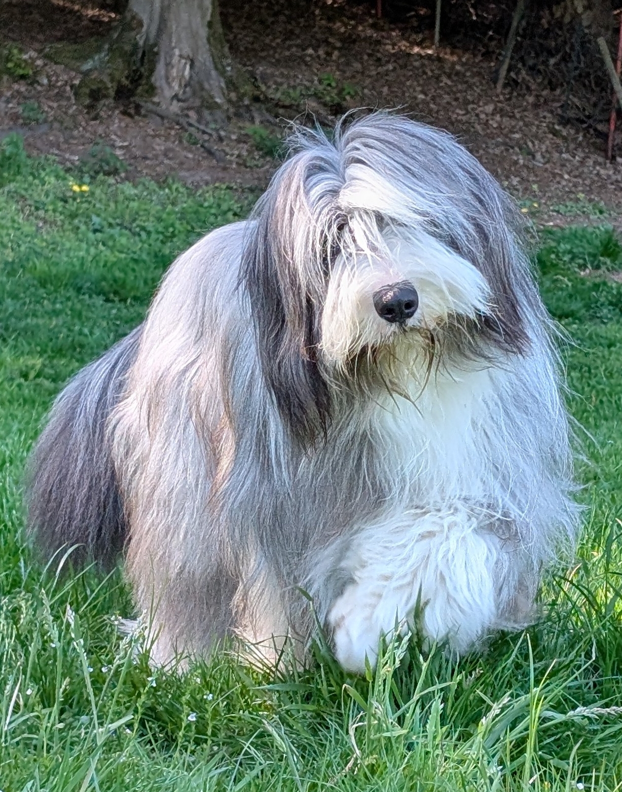 Bearded Collie Welpen vom VDH Züchter - Zucht